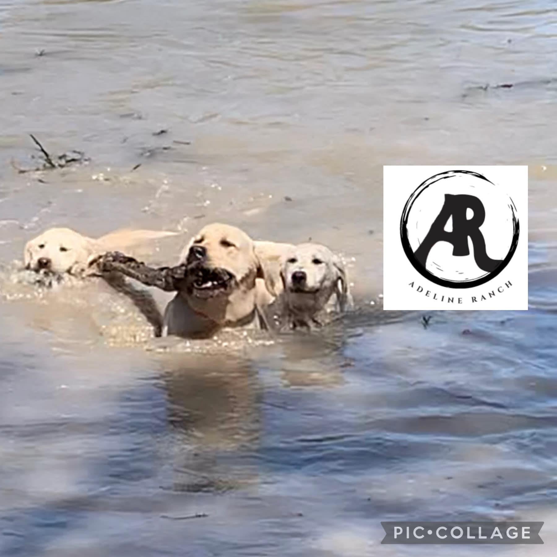 Adeline Ranch Labradors in Texas | Labrador Retriever puppies | Good Dog