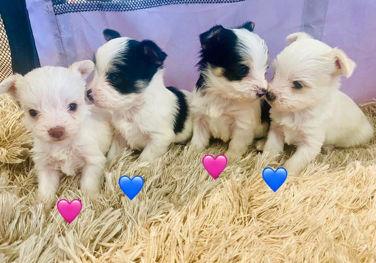 Fuzzy Yorkie Babies in Tennessee | Yorkshire Terrier puppies | Good Dog