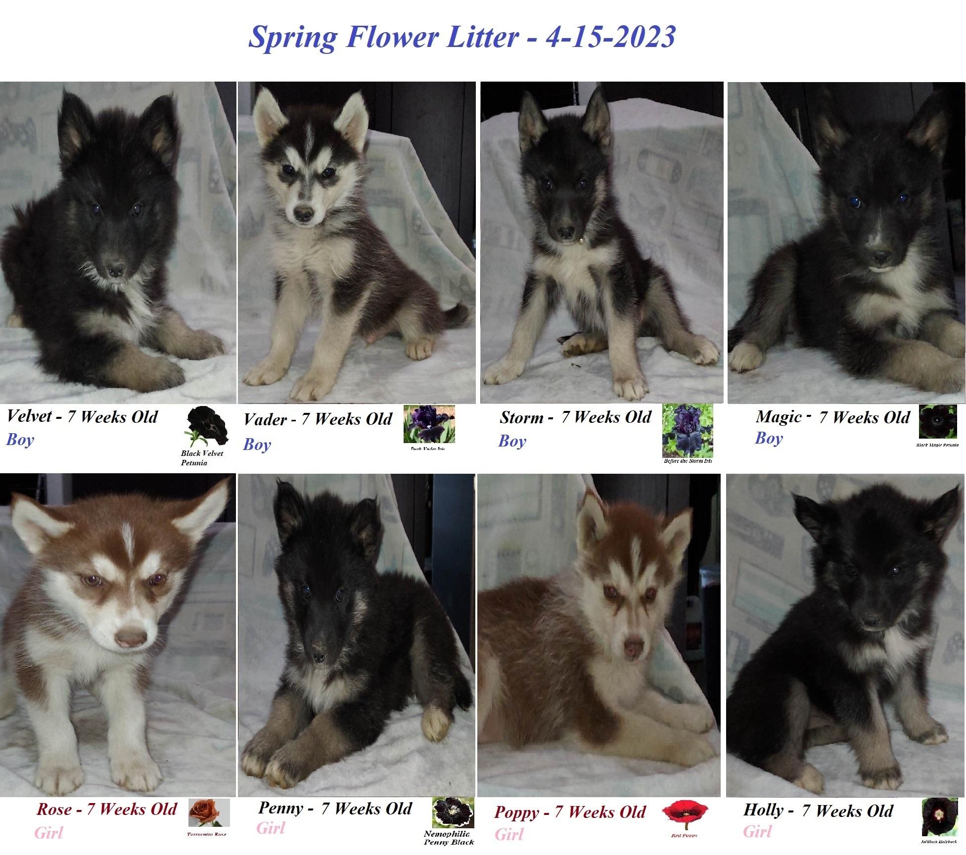 Forever Young Siberian Huskies in Ohio | Siberian Husky puppies | Good Dog