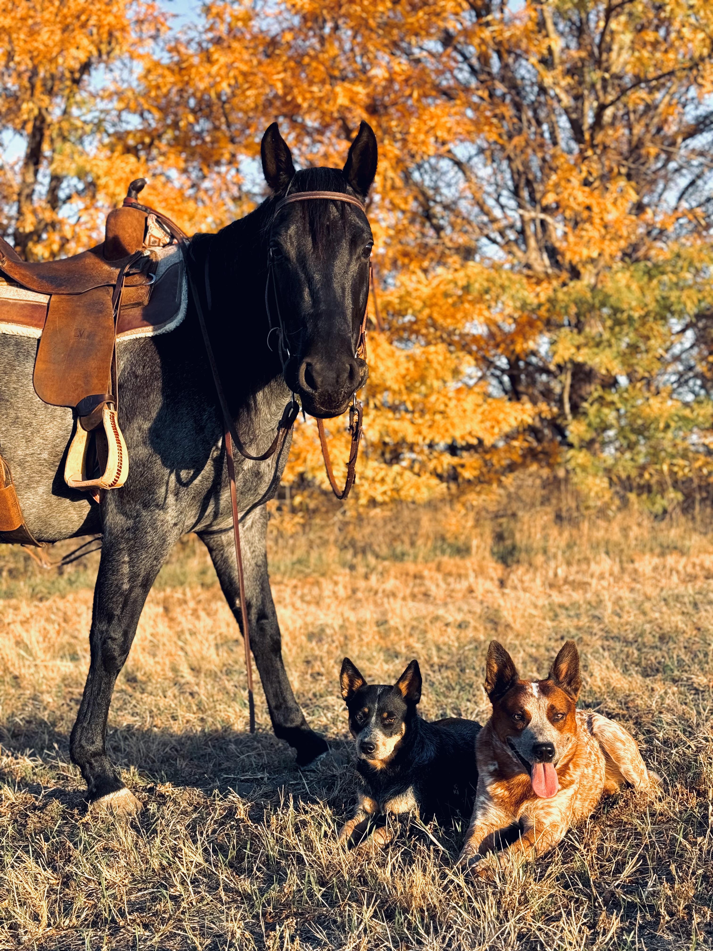 Hangin R Kennels in Kansas | Australian Cattle Dog puppies | Good Dog