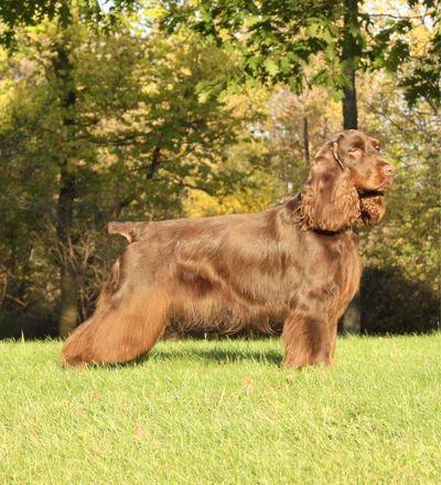 Calico Field Spaniels in Wisconsin | Field Spaniel puppies | Good Dog