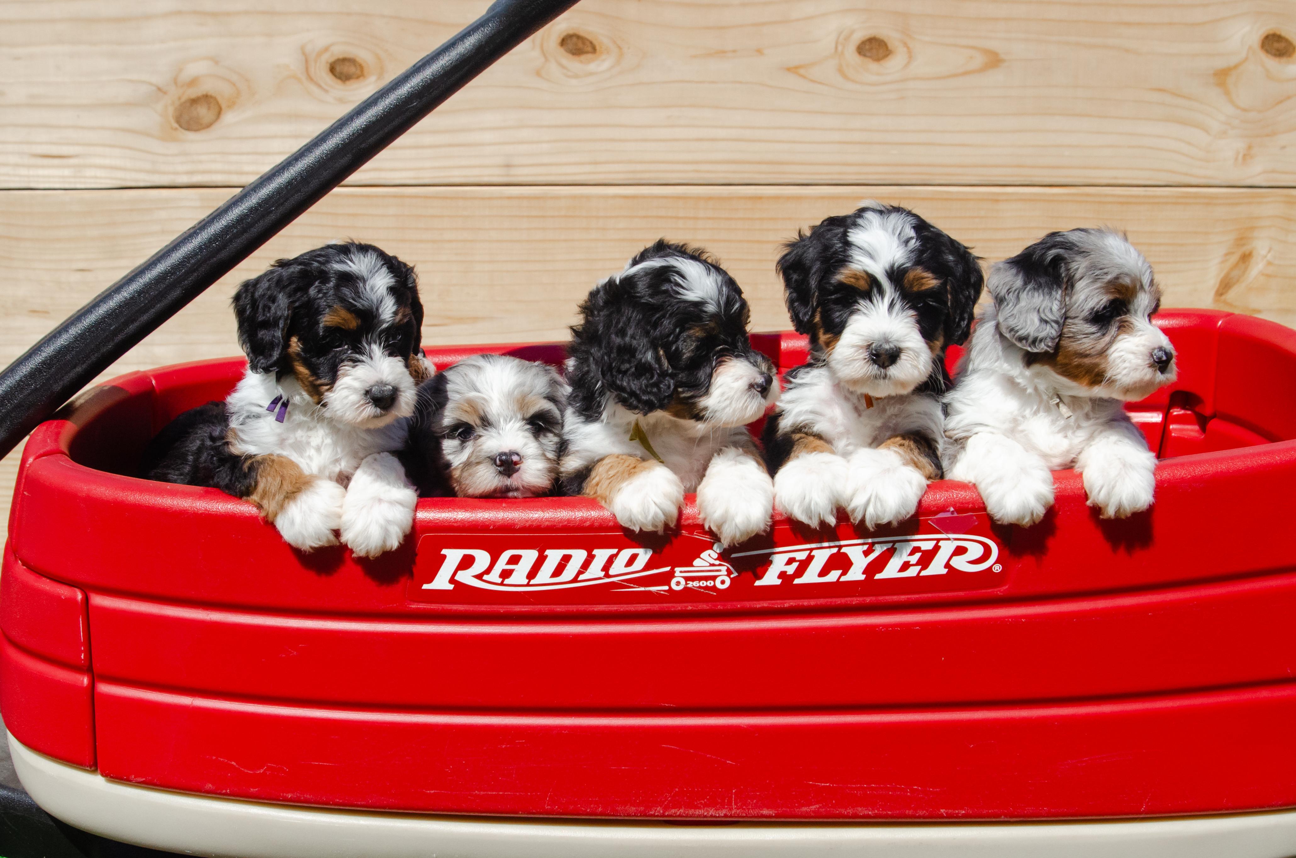 Rockin R Doodles in Missouri | Bernedoodle and Goldendoodle puppies ...