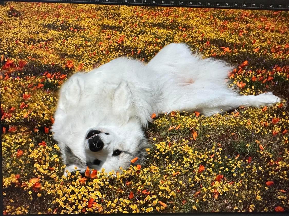 Painted Sky in California | Great Pyrenees puppies | Good Dog
