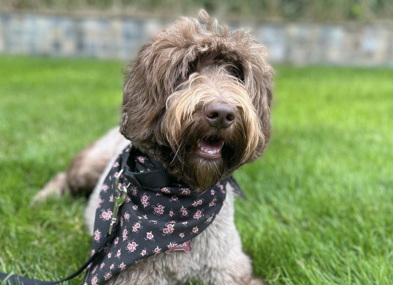 Glacier Peak Labradoodles in Washington | Australian Labradoodle ...