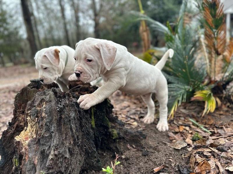 Genesis American Bulldogs in Florida | American Bulldog puppies | Good Dog