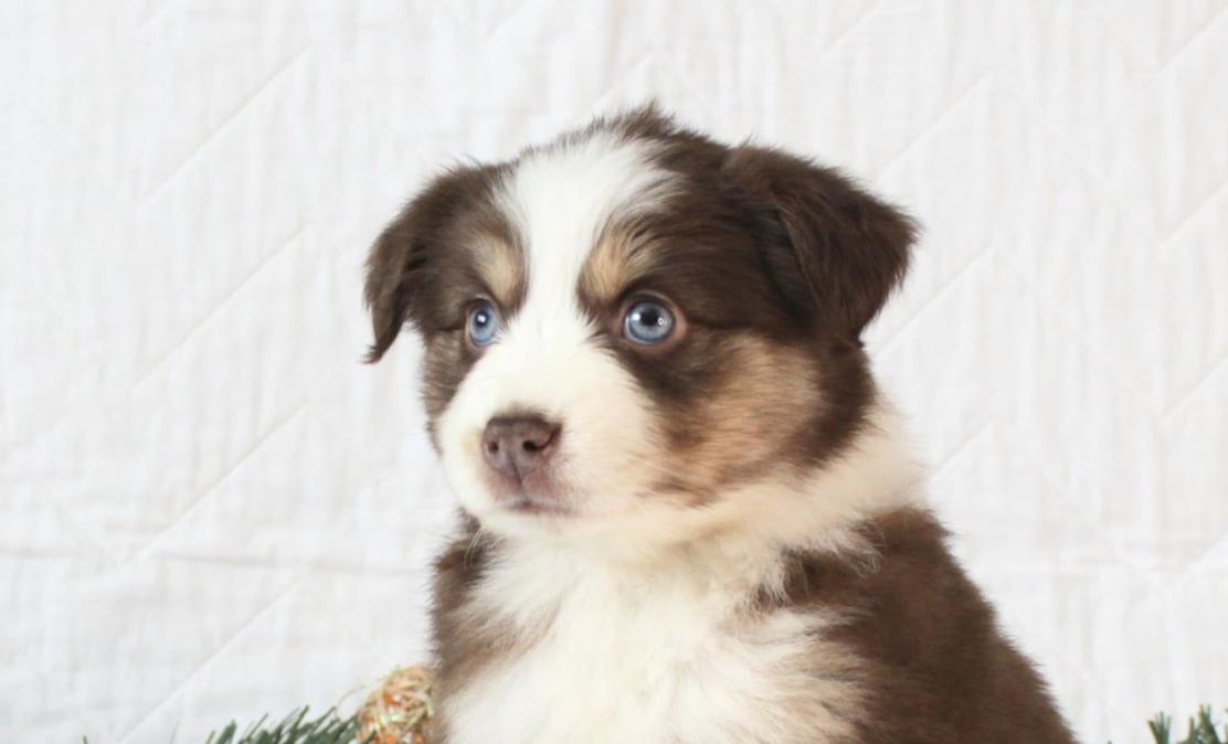 Chestnut's Puppies in Michigan | Miniature Australian Shepherd puppies ...