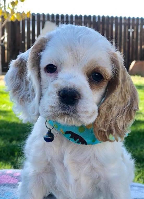 Crater Lake Cockers in Oregon | Cocker Spaniel puppies | Good Dog