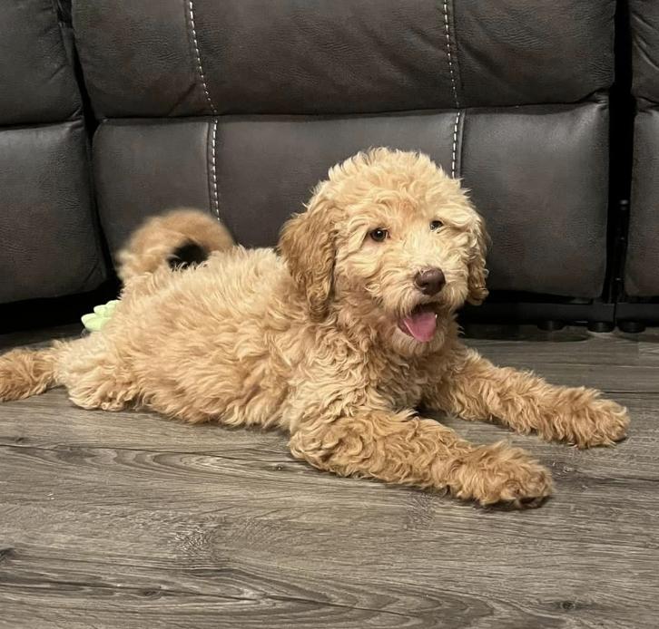 Dude Ranch Doodles in Texas | Goldendoodle puppies | Good Dog
