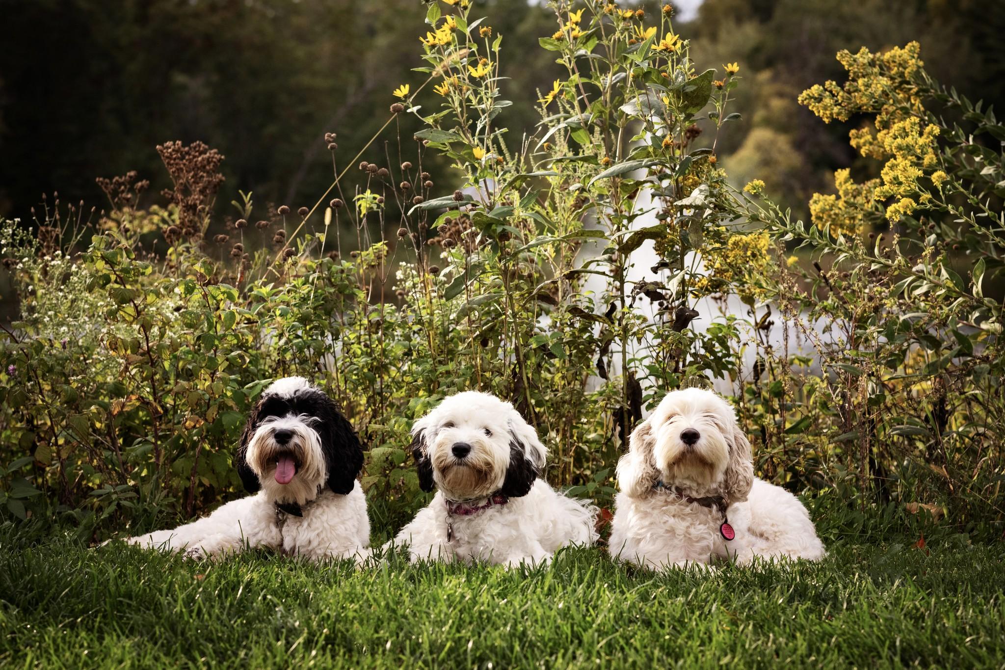 Doodles in Bloom in Wisconsin | Australian Labradoodle puppies | Good Dog