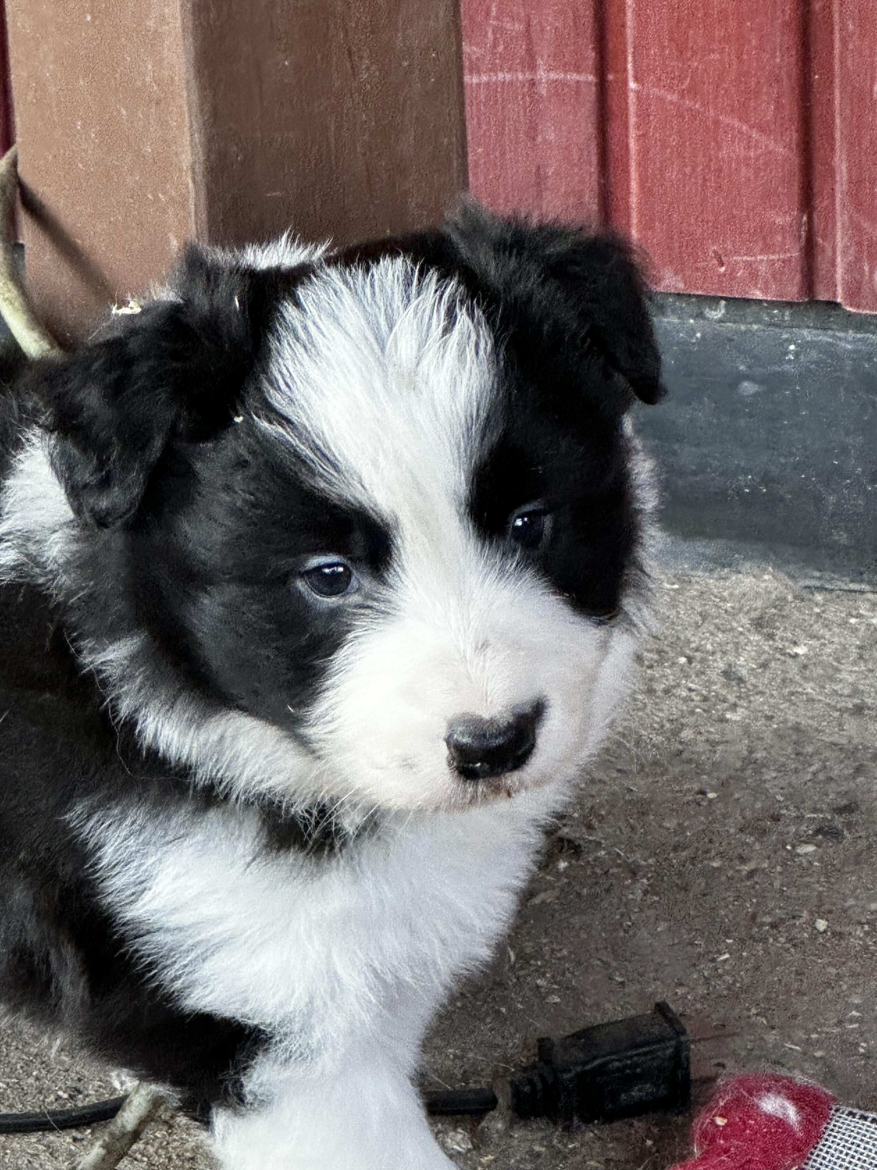 Cedarcreek Border Collies in Texas | Border Collie puppies | Good Dog
