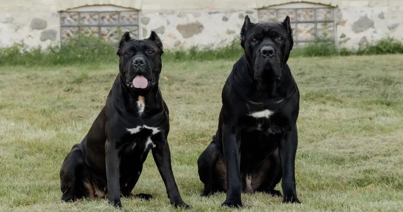 Cream City Cane Corso in Wisconsin | Cane Corso puppies | Good Dog