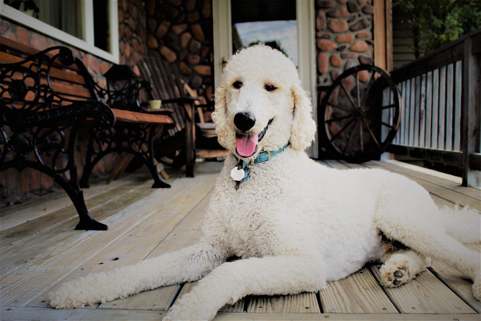 Lavender's Stunning Standards in New York | Poodle puppies | Good Dog
