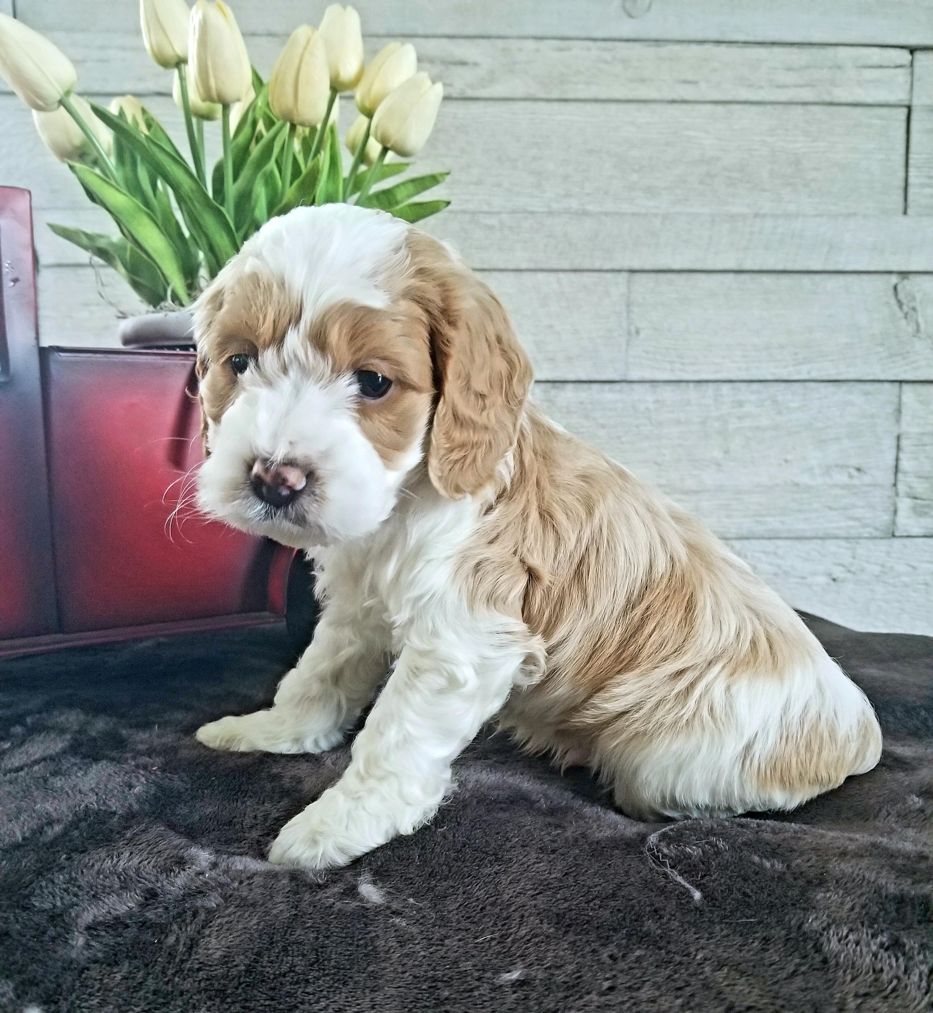 Robbin's Treasures in Michigan | Cockapoo and Goldendoodle puppies ...