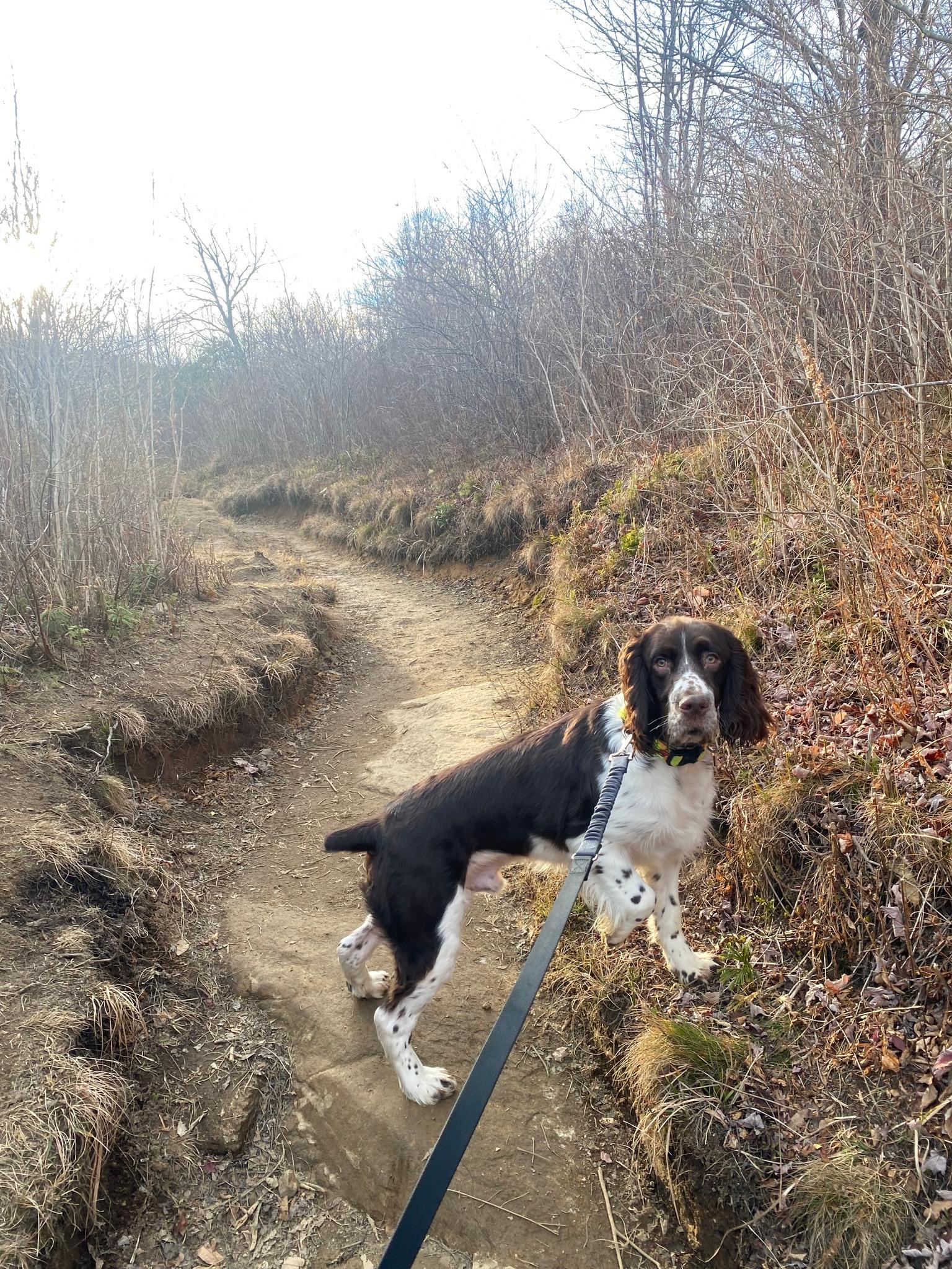 Little Moore English Springer Spaniels in South Carolina | English ...