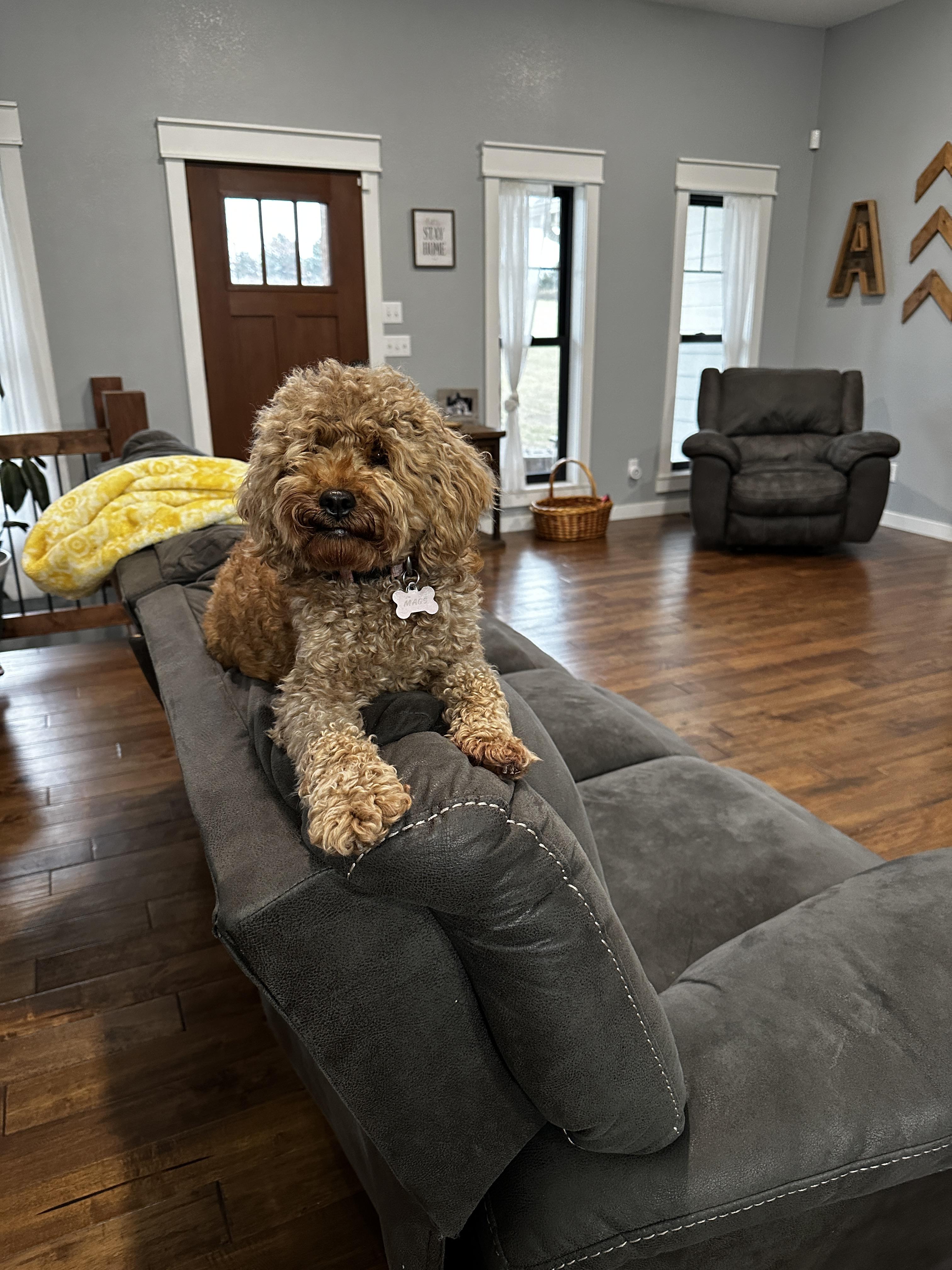 County Line Kennel in Missouri | Goldendoodle puppies | Good Dog