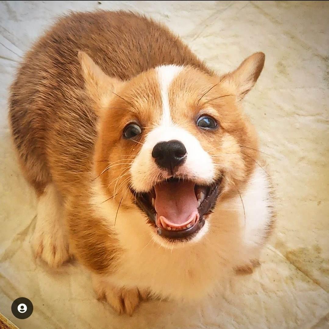 San Diego Corgis in California | Pembroke Welsh Corgi and American ...