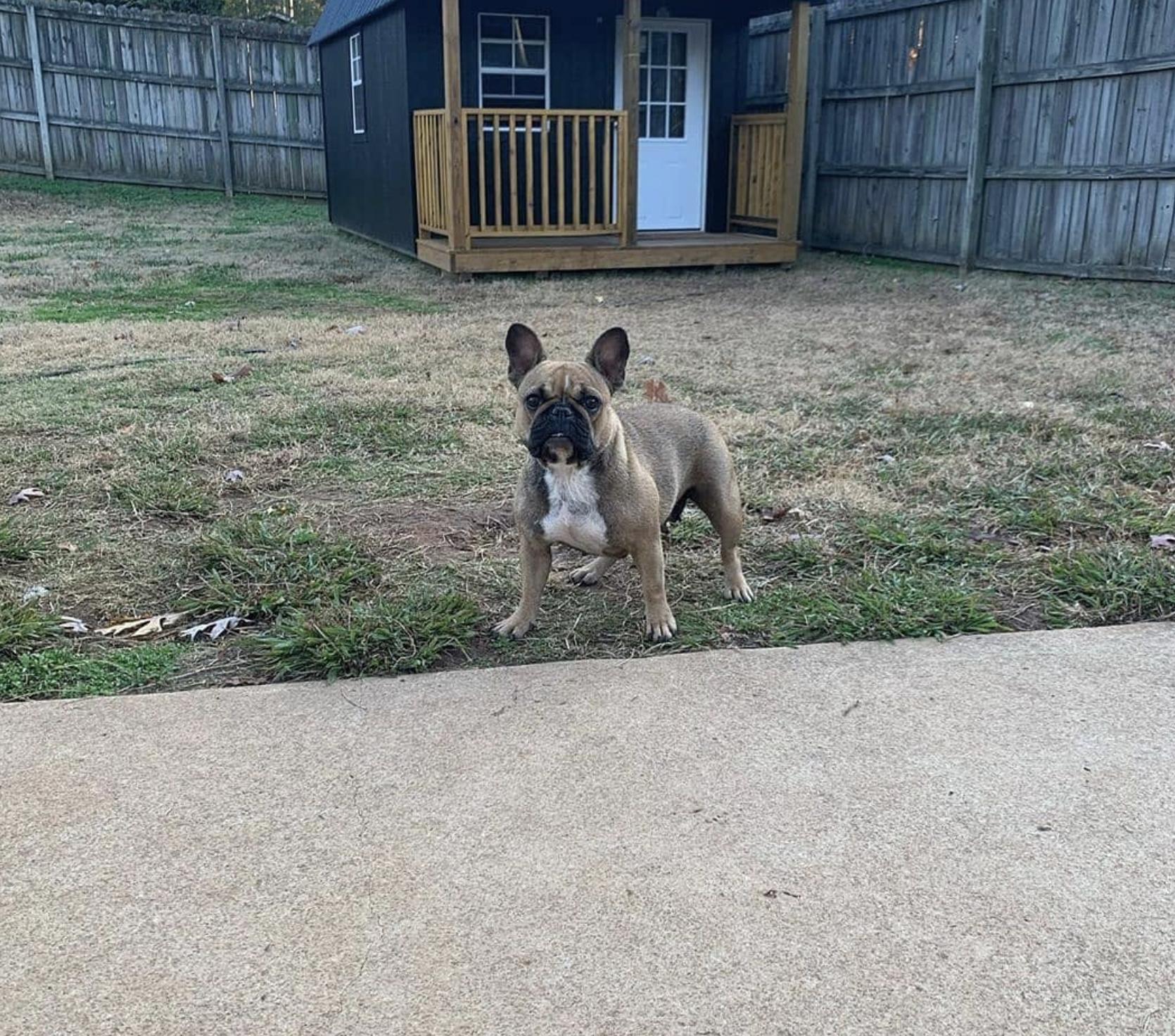 Capo in Georgia | French Bulldog puppies | Good Dog