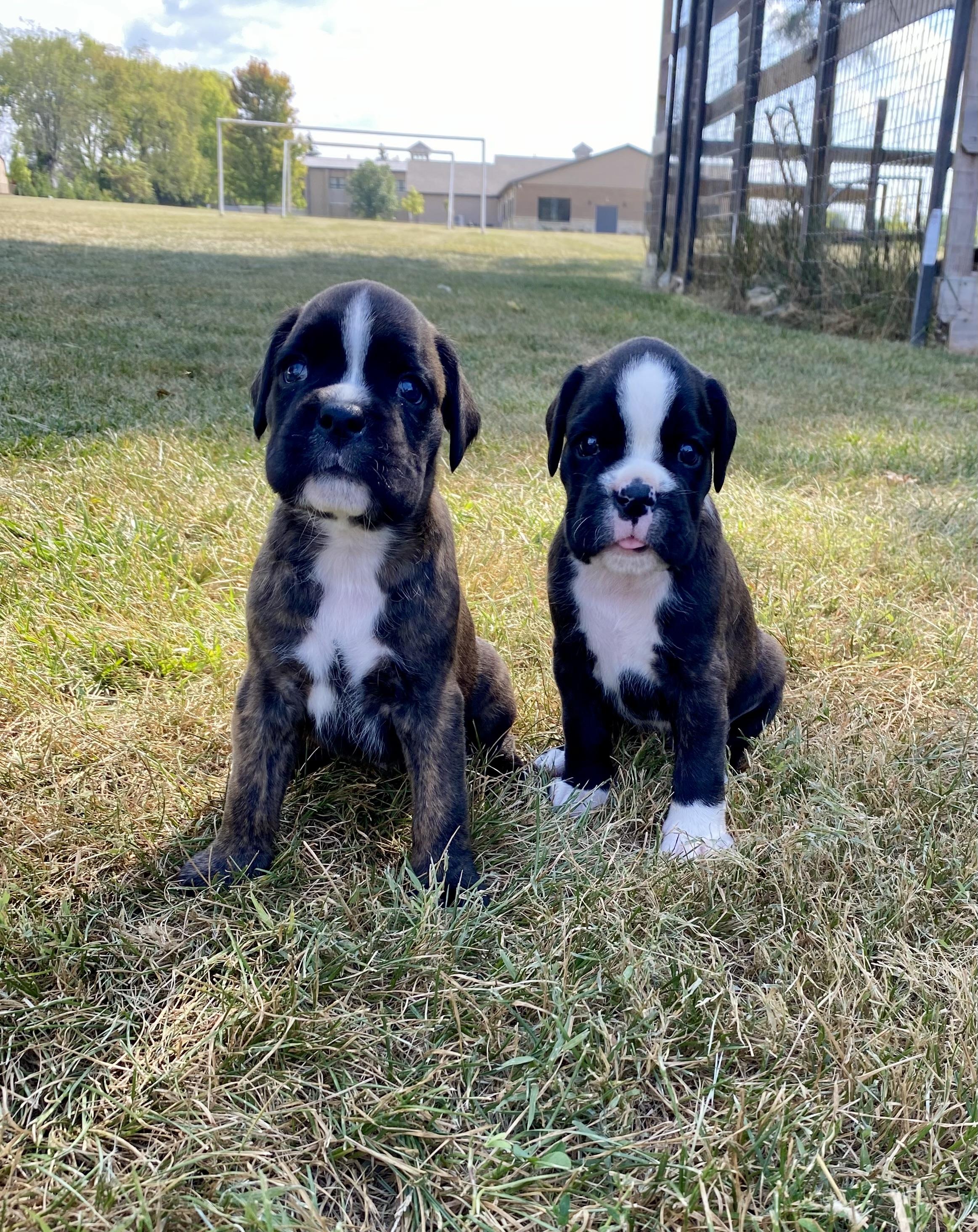 Kennel From Tripillya in Ohio | Boxer puppies | Good Dog