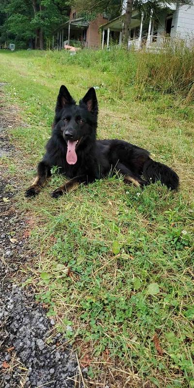 Leylah's German Shepherd Dogs in Pennsylvania | German Shepherd puppies ...