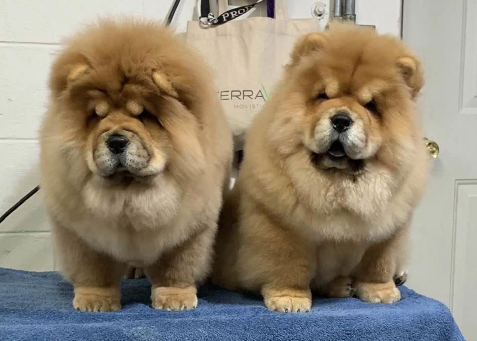 Jenuine Chows in Pennsylvania | Chow Chow puppies | Good Dog