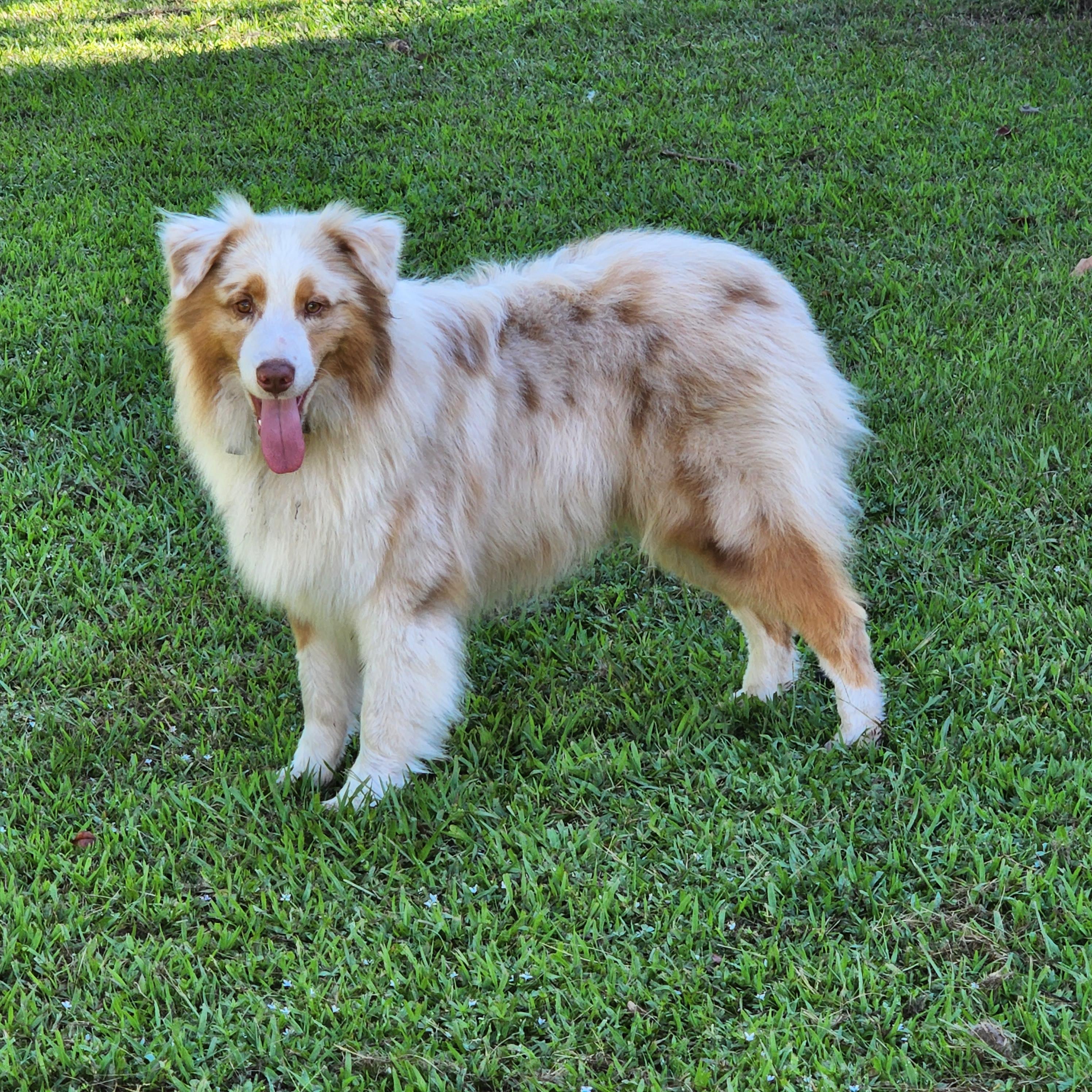 Crab Point Australian Shepherds in North Carolina | Australian Shepherd ...