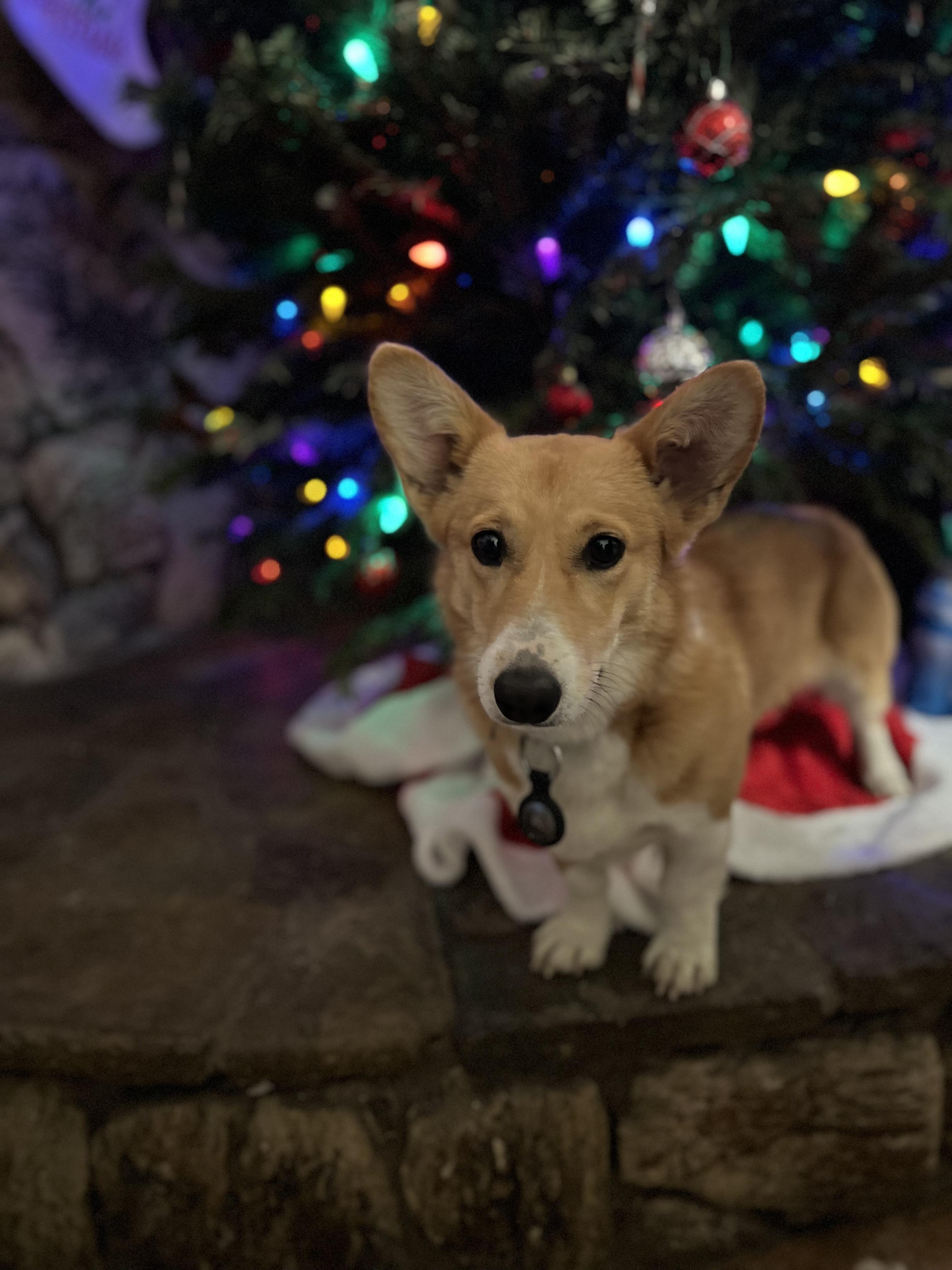 Osorio’s Corgis in California | Pembroke Welsh Corgi puppies | Good Dog