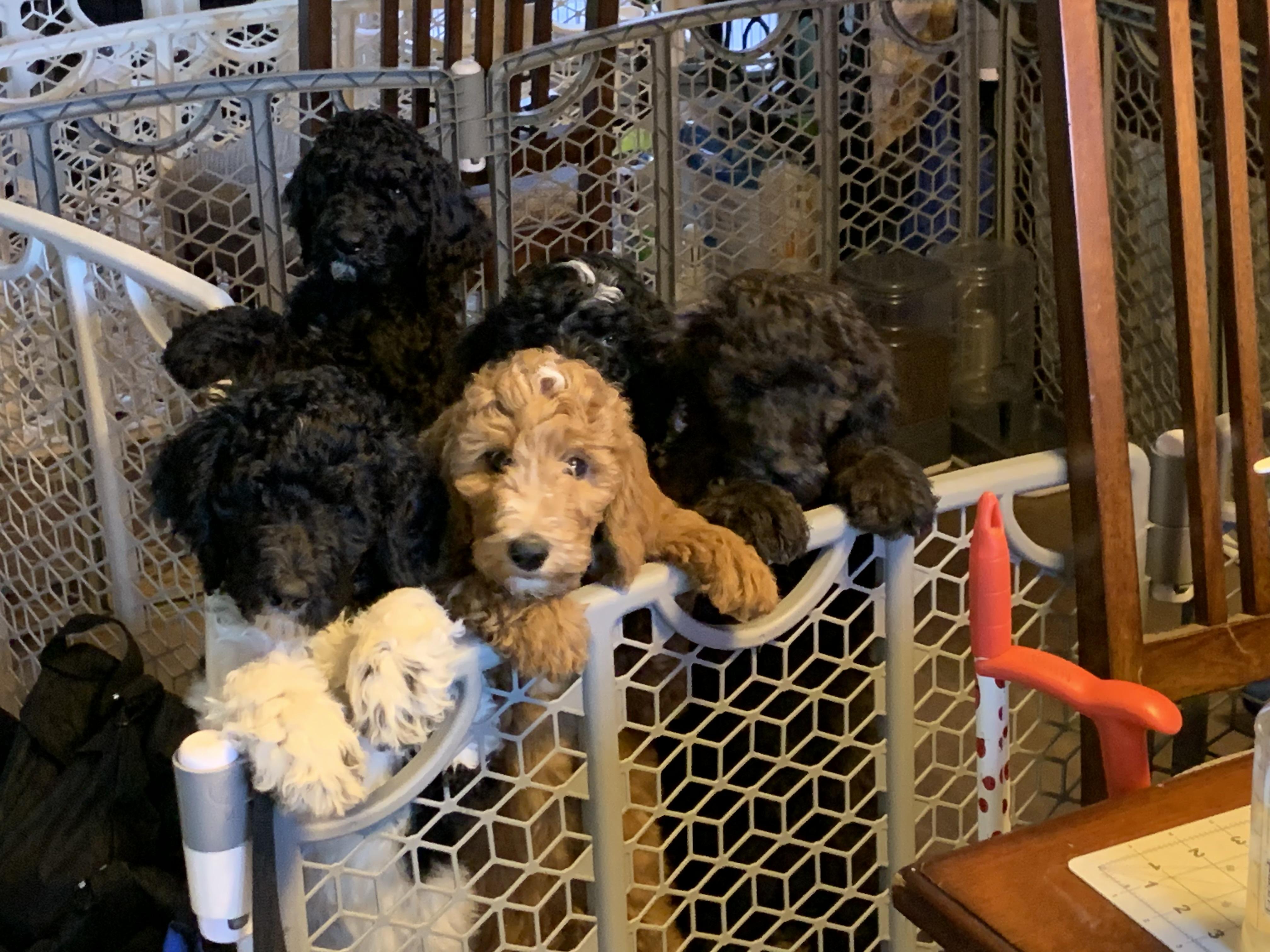 Blue Moon Puppies in Colorado | Poodle puppies | Good Dog