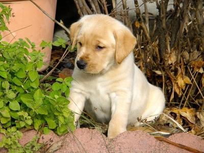 Loudon's Labradors in Washington | Labrador Retriever puppies | Good Dog