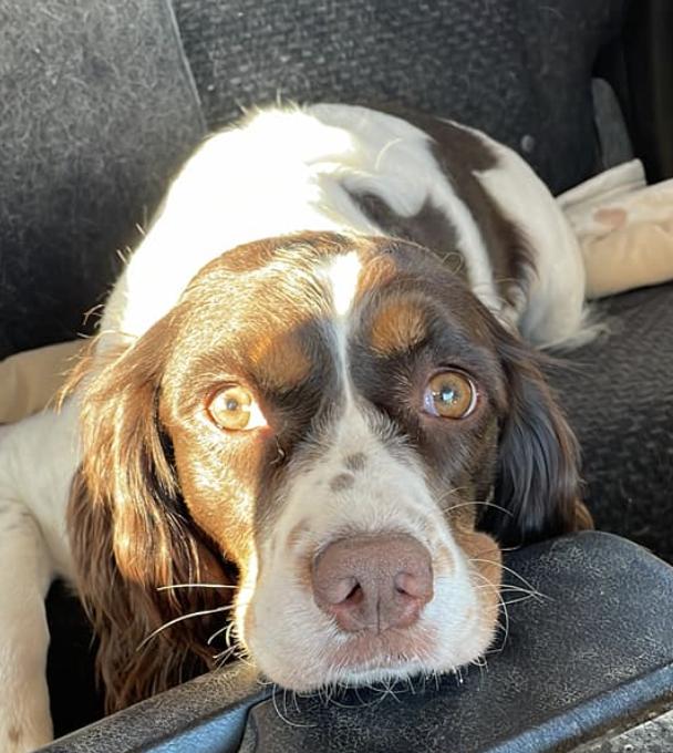 Desert Willow Kennel in California | English Springer Spaniel puppies ...