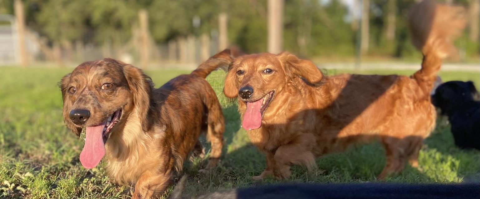 Saban Nation in Alabama | Dachshund puppies | Good Dog
