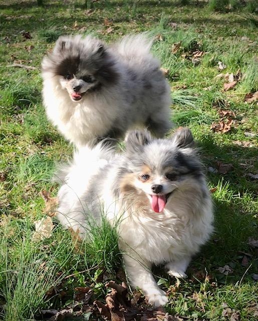PawSitive Therapy Pomeranians in Ohio | Pomeranian puppies | Good Dog