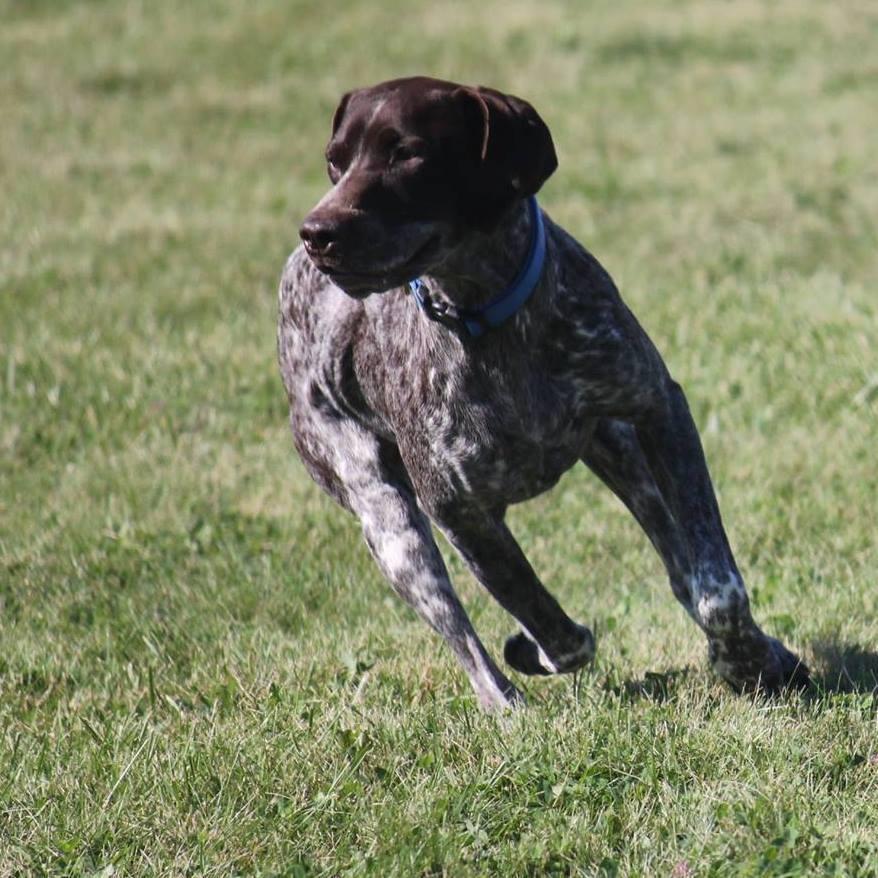 Tracy's GSPs in New York | German Shorthaired Pointer puppies | Good Dog