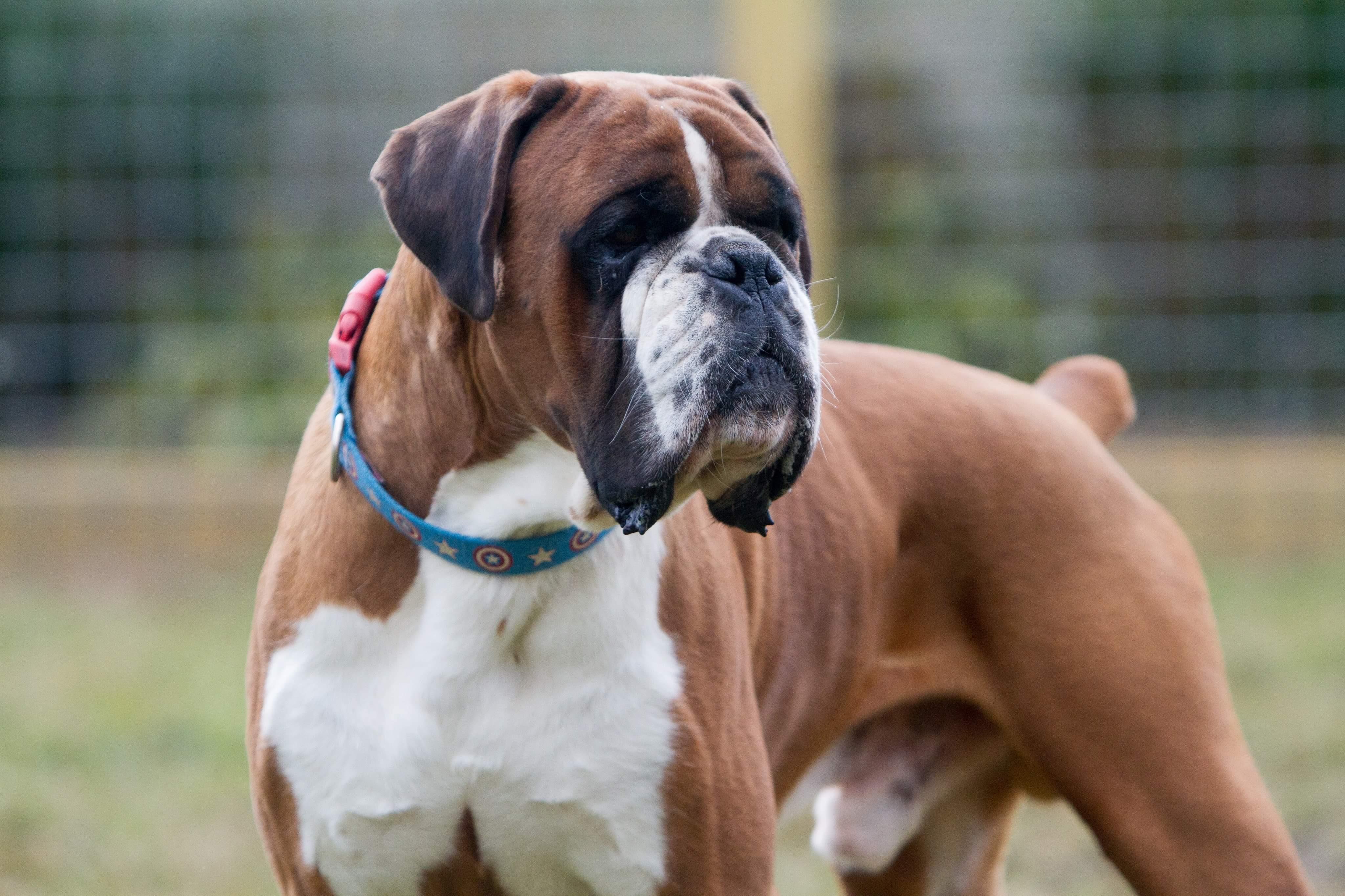 Molly Mo Boxers in Missouri | Boxer puppies | Good Dog
