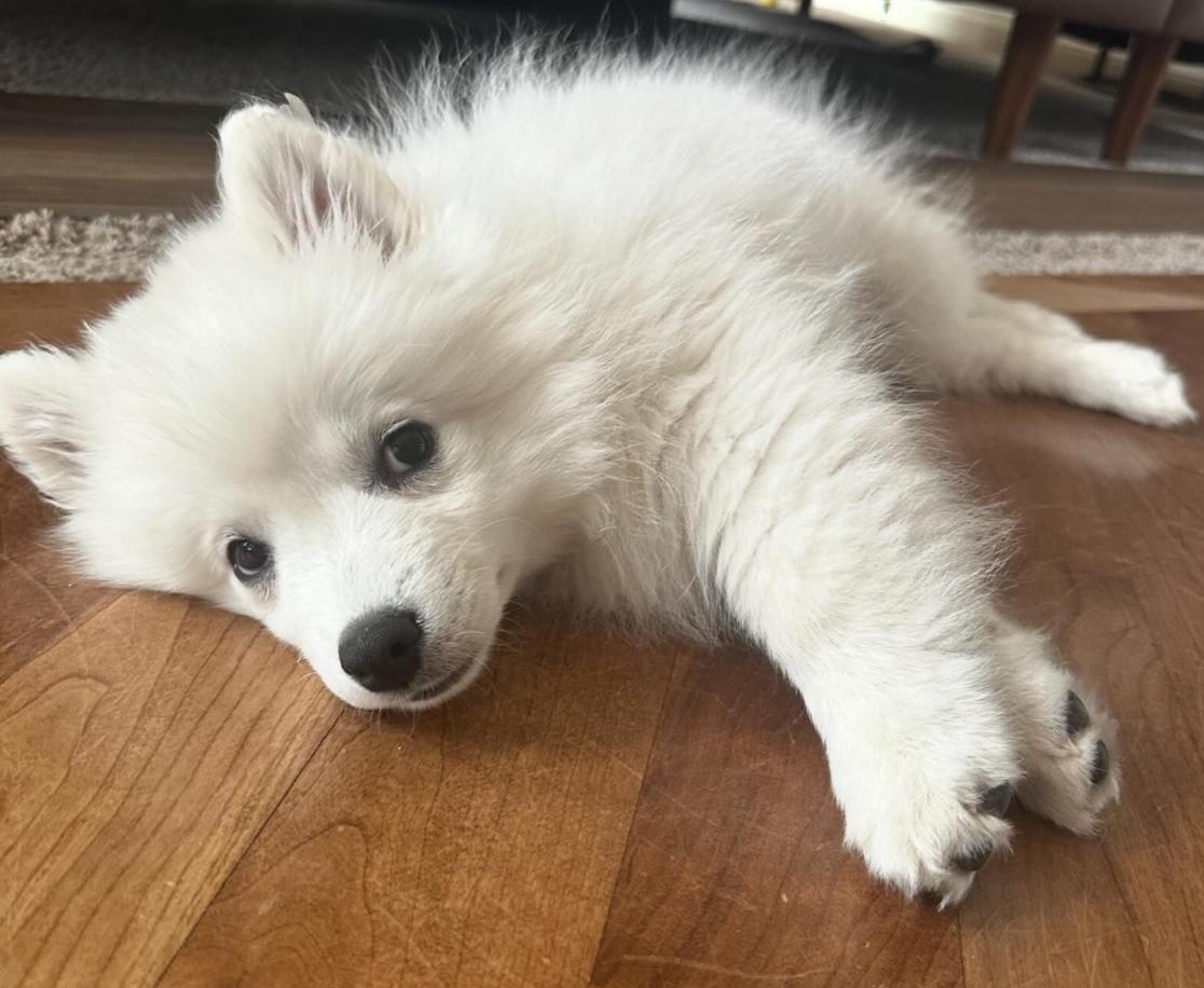 La Veta Eskies in Colorado | American Eskimo Dog puppies | Good Dog