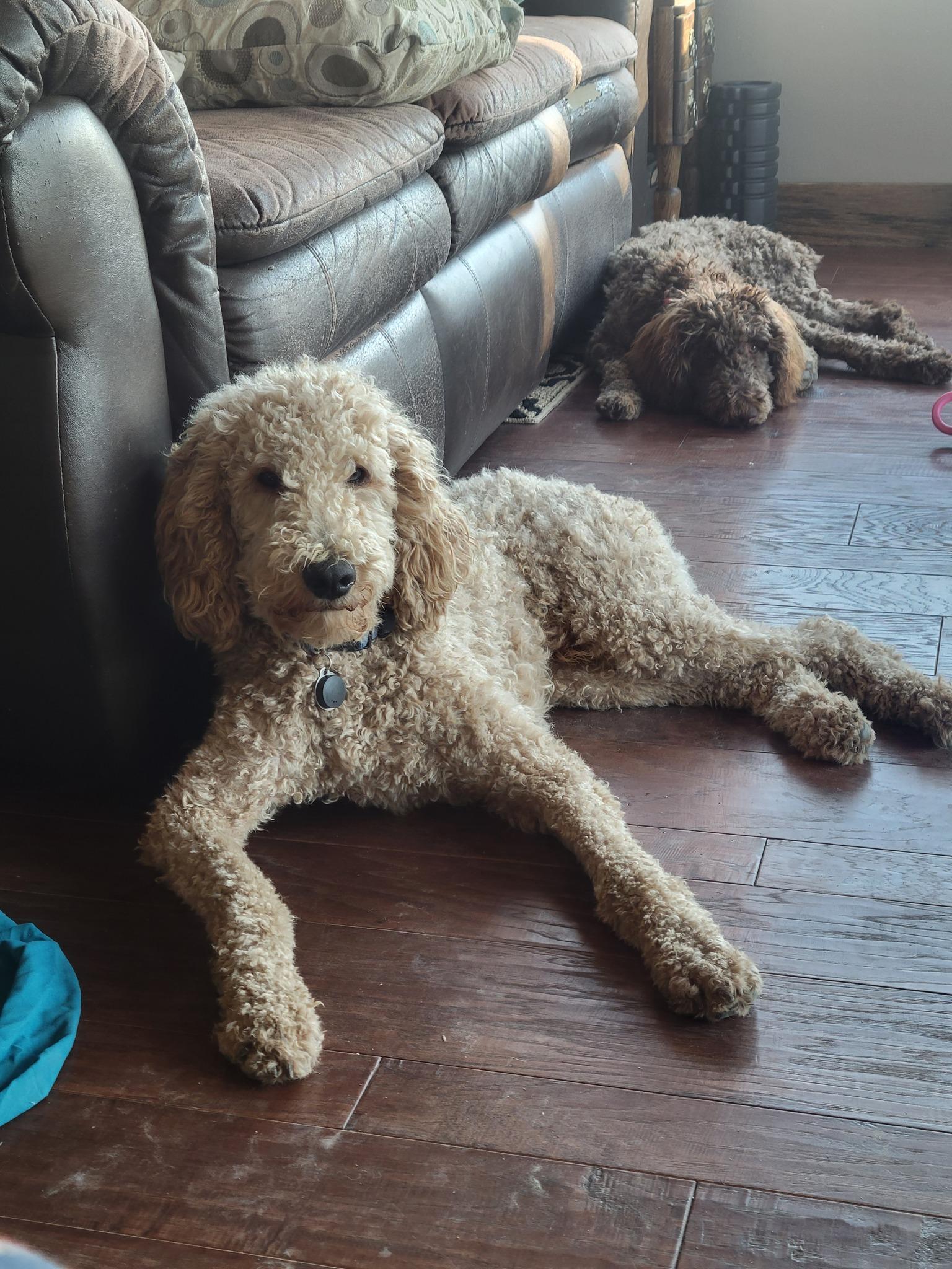 Alisha Sharp in Missouri | Poodle puppies | Good Dog