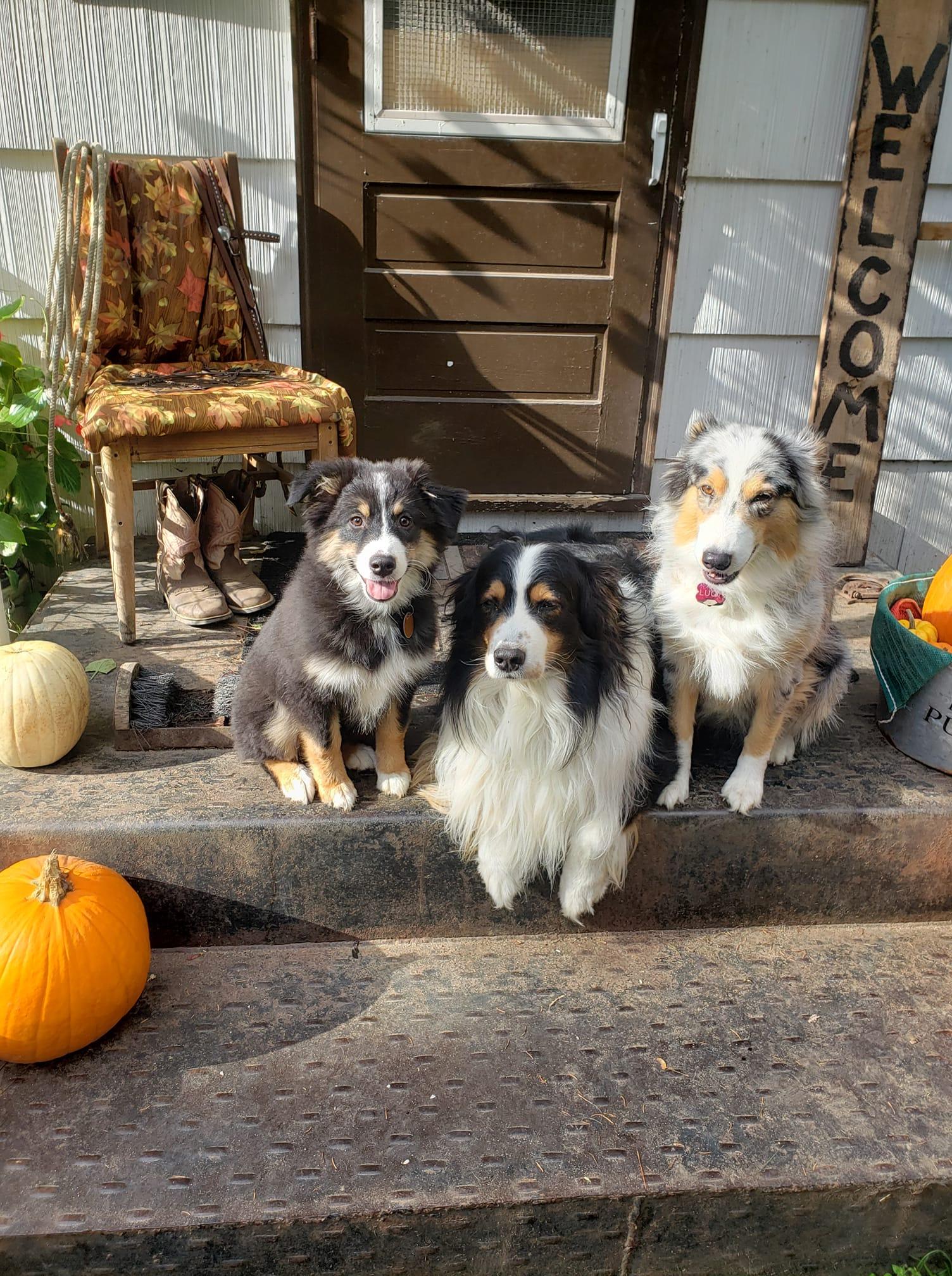 Big Pines Australian Shepherds in Minnesota | Australian Shepherd ...