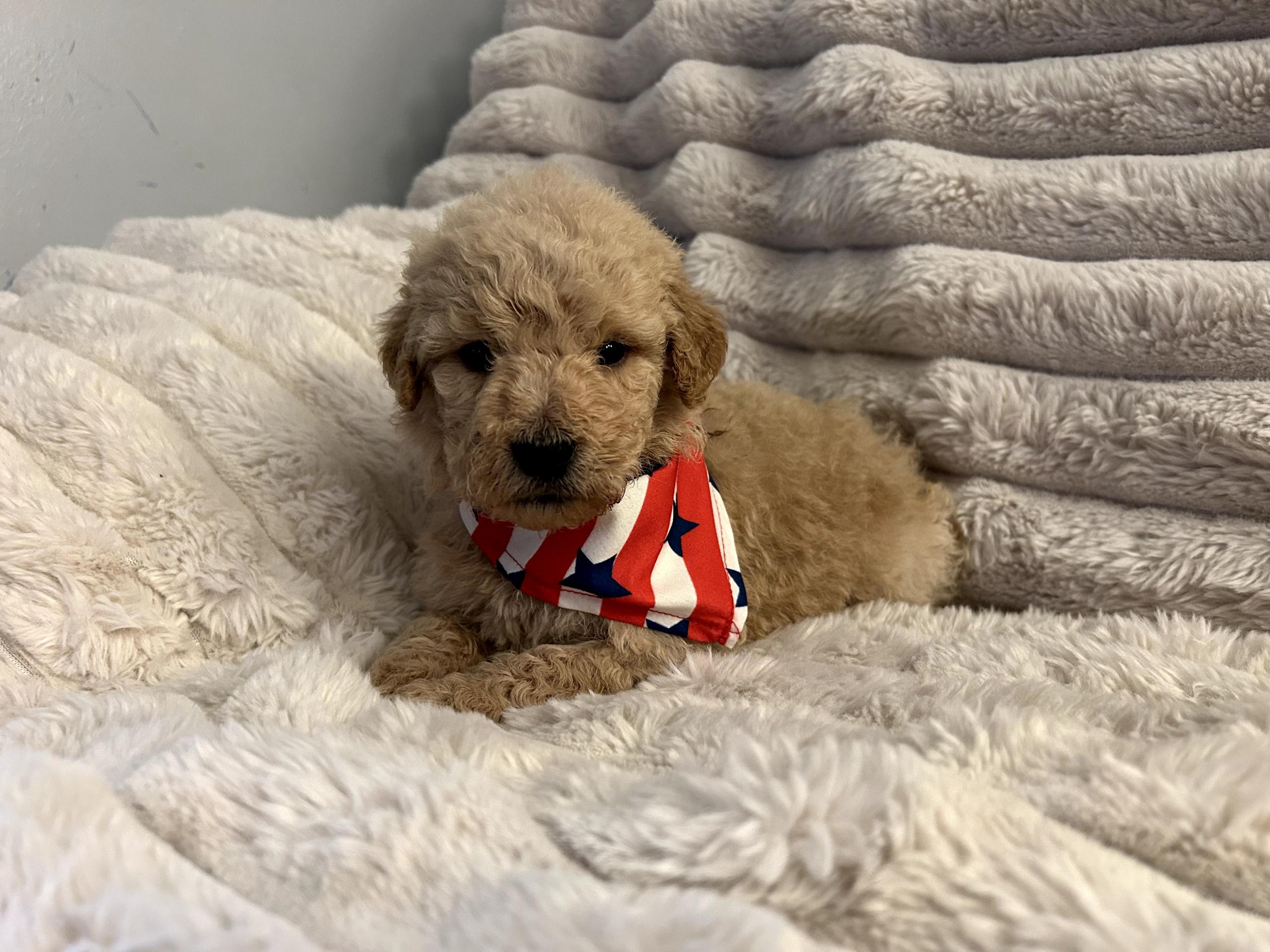 Poodles and Doodles Plus in Michigan | Goldendoodle and Yorkipoo ...
