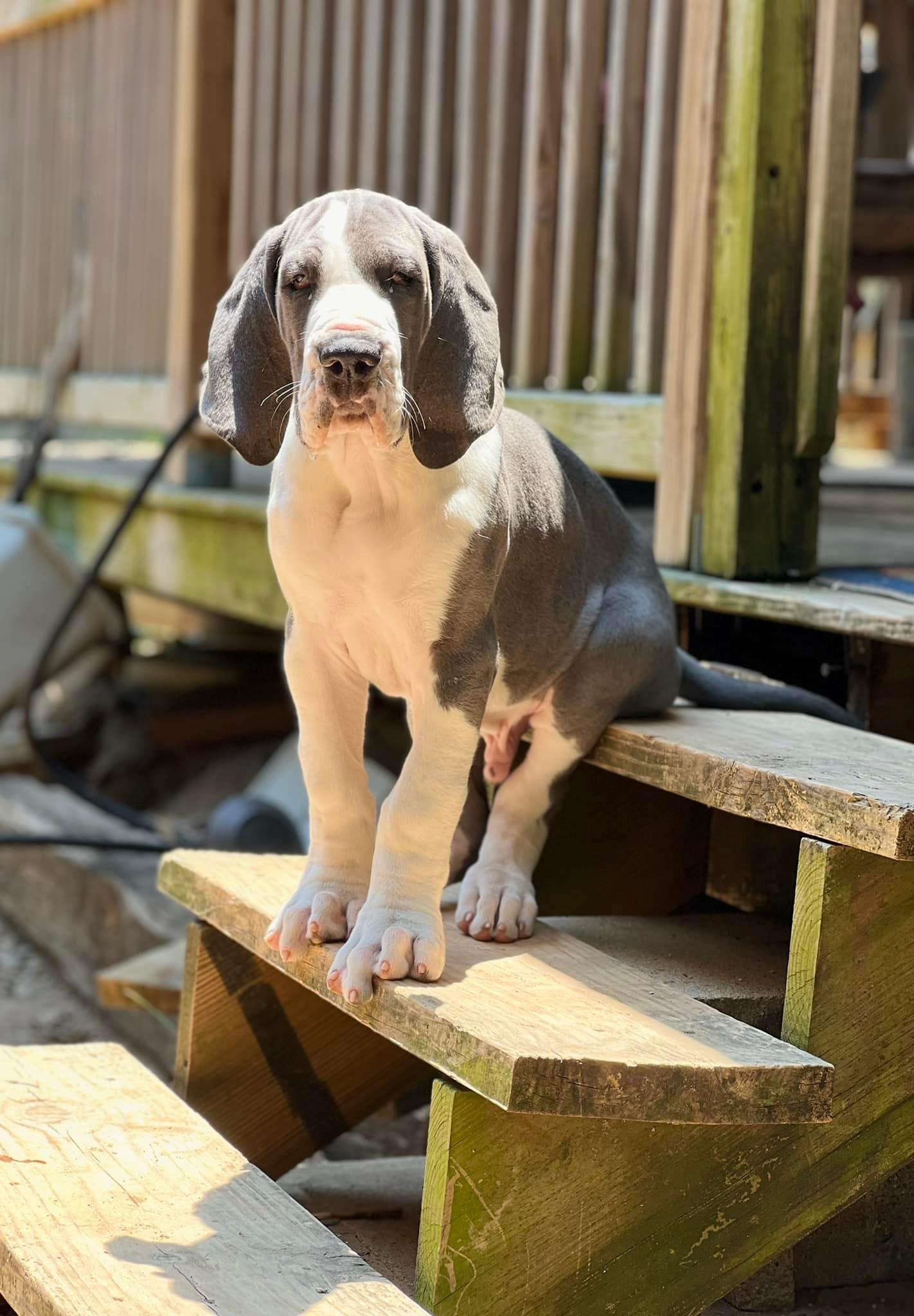 Mable Danes in Texas | Great Dane puppies | Good Dog