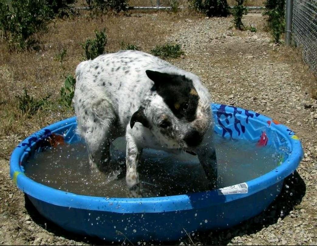 Woodin Farms in Ohio | Australian Cattle Dog puppies | Good Dog