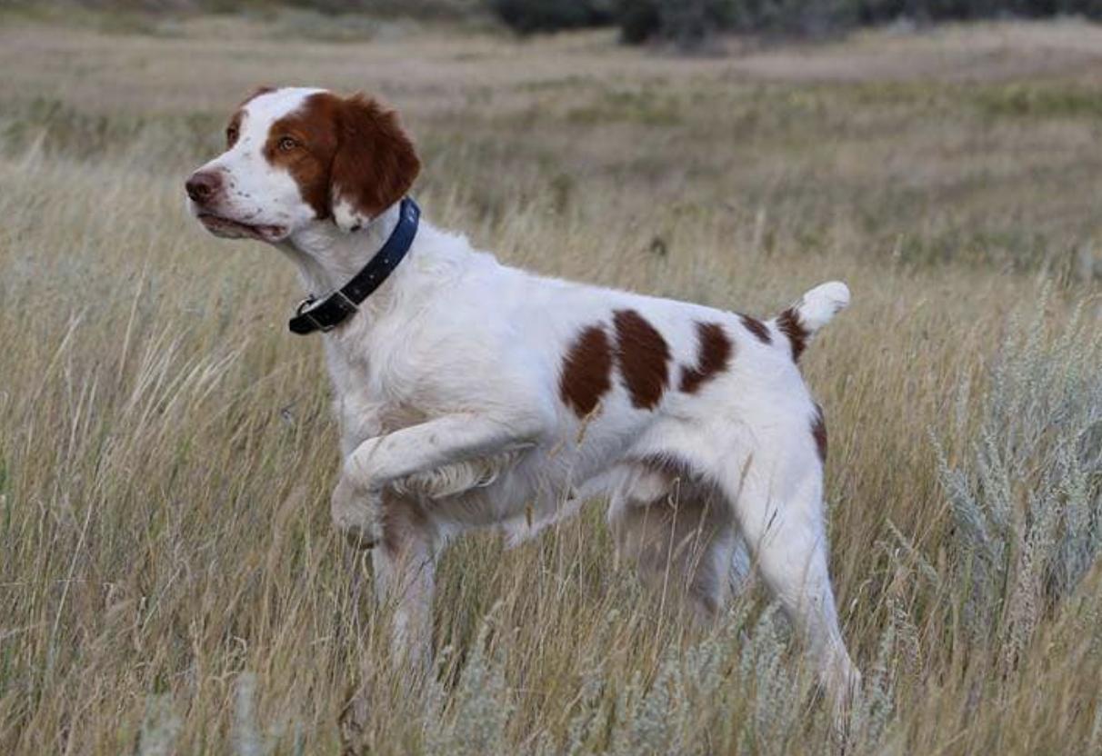 Treasure State Brittanys in Montana | Brittany puppies | Good Dog