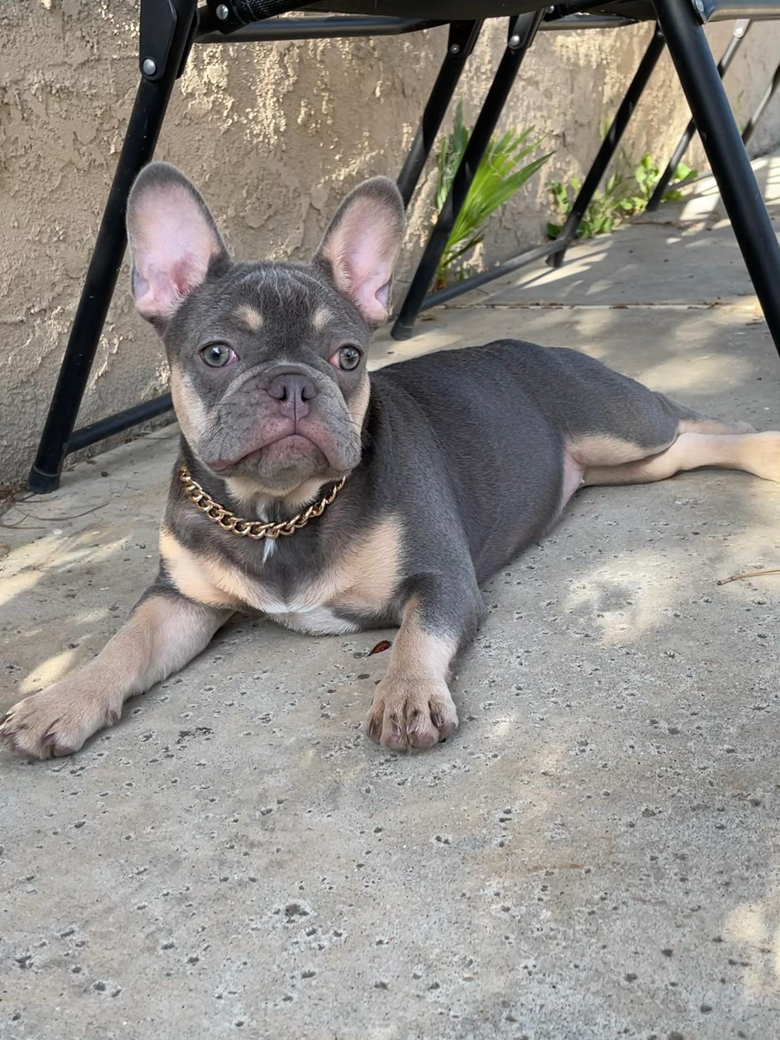 Fluffy Carrier Frenchies in California | French Bulldog puppies | Good Dog