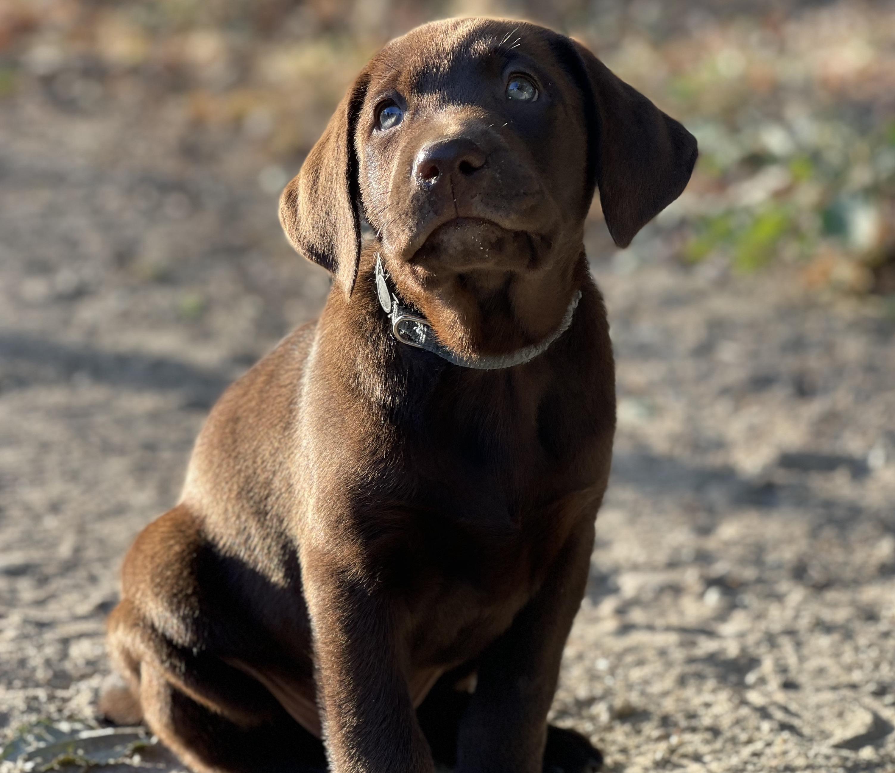 Little River Labradors in Idaho | Labrador Retriever puppies | Good Dog