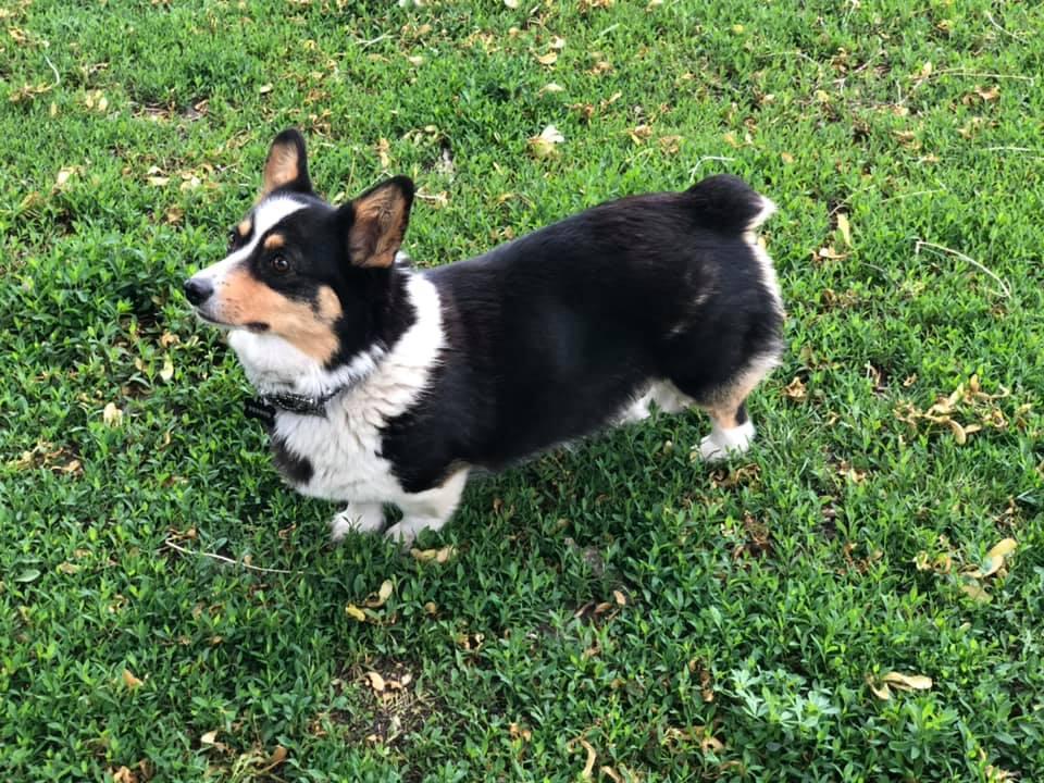 Lost Creek Corgis in Nebraska | Pembroke Welsh Corgi and American Corgi ...