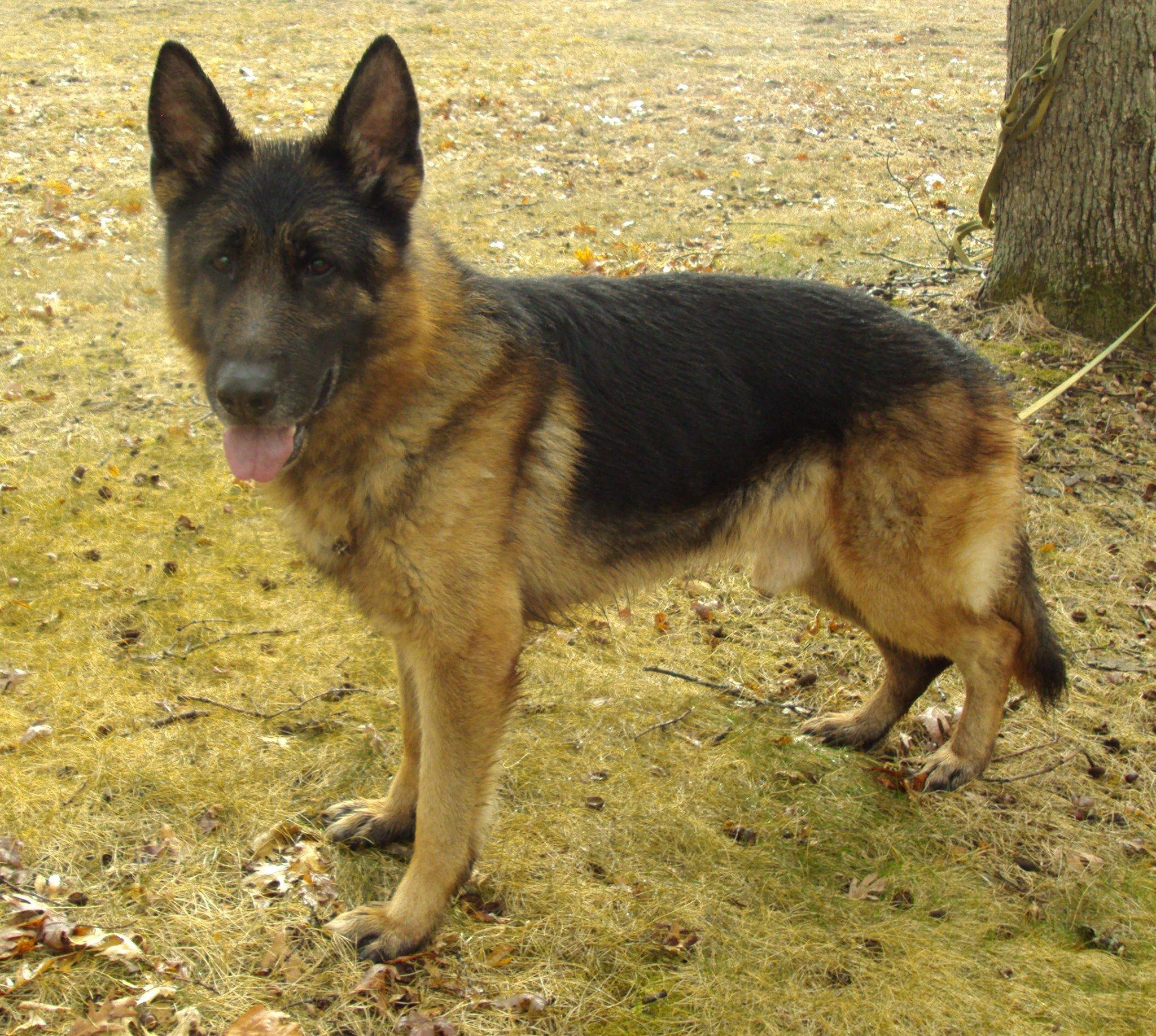 Tatum Kennels in Indiana | German Shepherd puppies | Good Dog