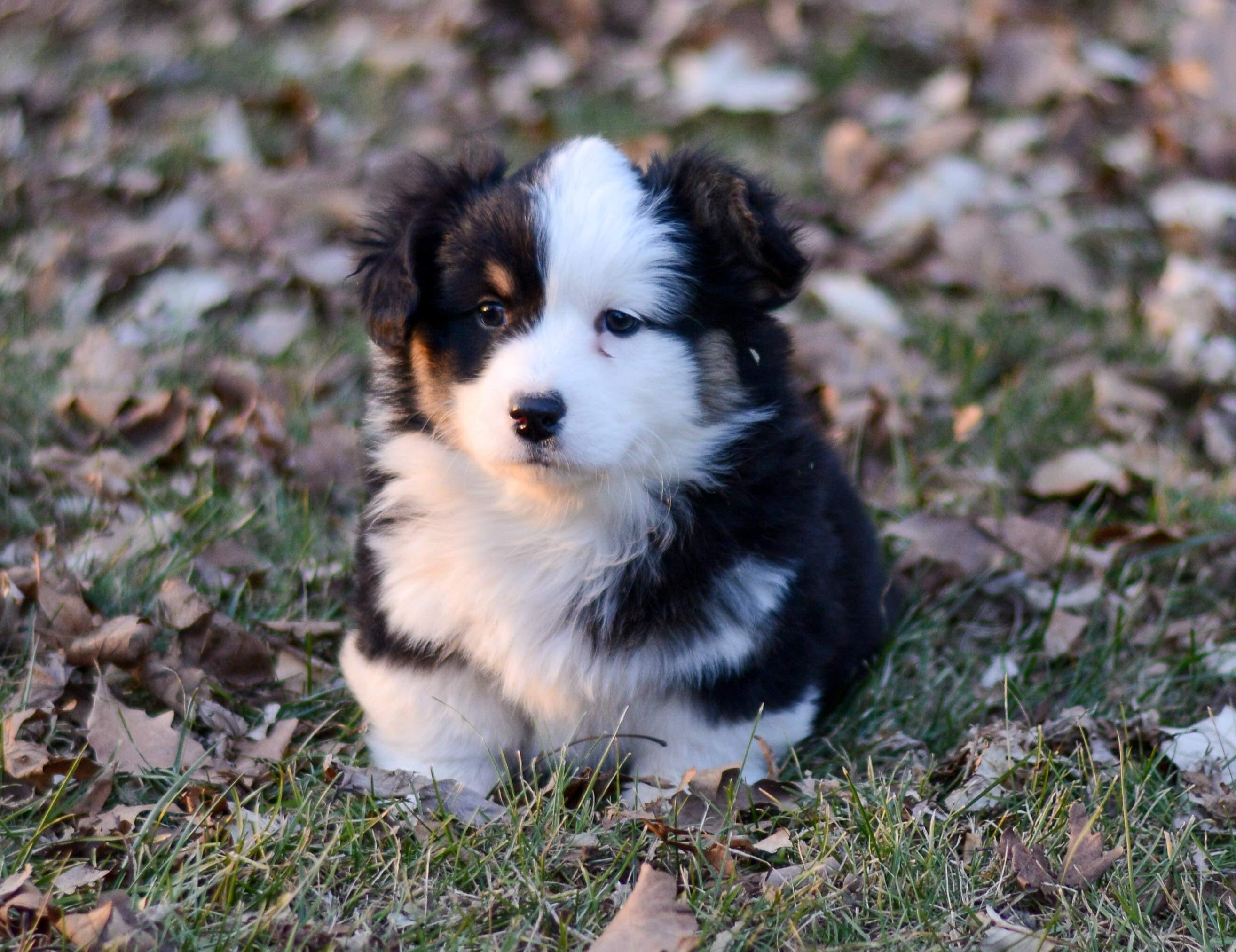 Shabby Chic Corgis in Oklahoma | Pembroke Welsh Corgi puppies | Good Dog