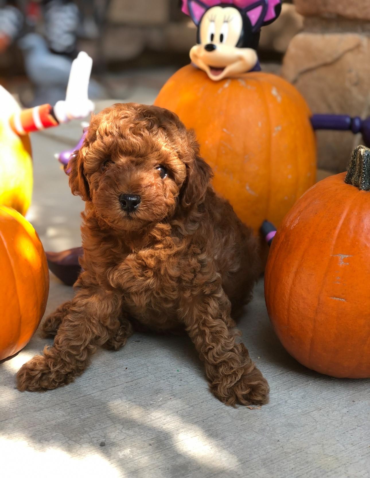 Bell’s Poodles Of California in California | Poodle puppies | Good Dog