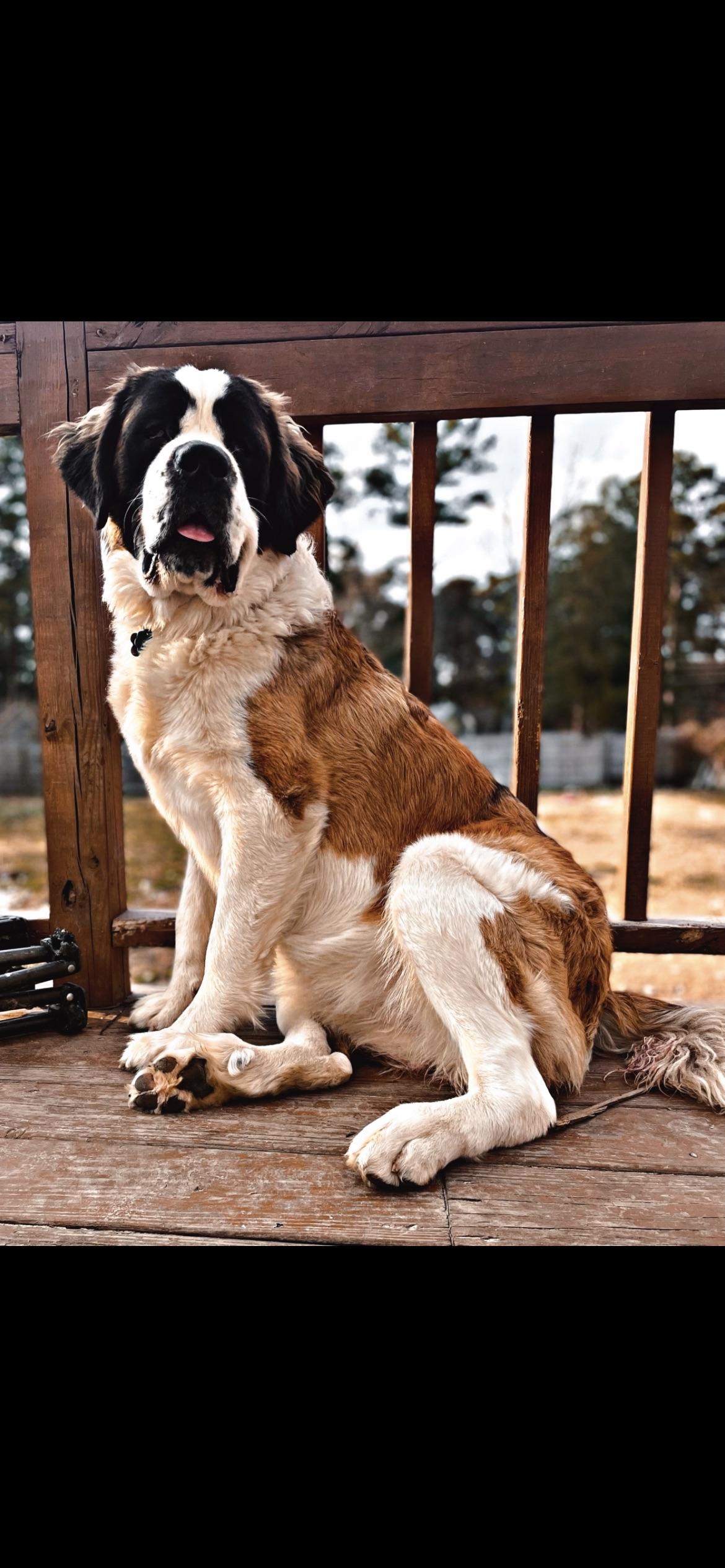 Southern Saints in Georgia | Saint Bernard puppies | Good Dog