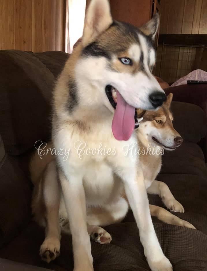 Crazy Cookies Huskies in Kansas | Siberian Husky puppies | Good Dog