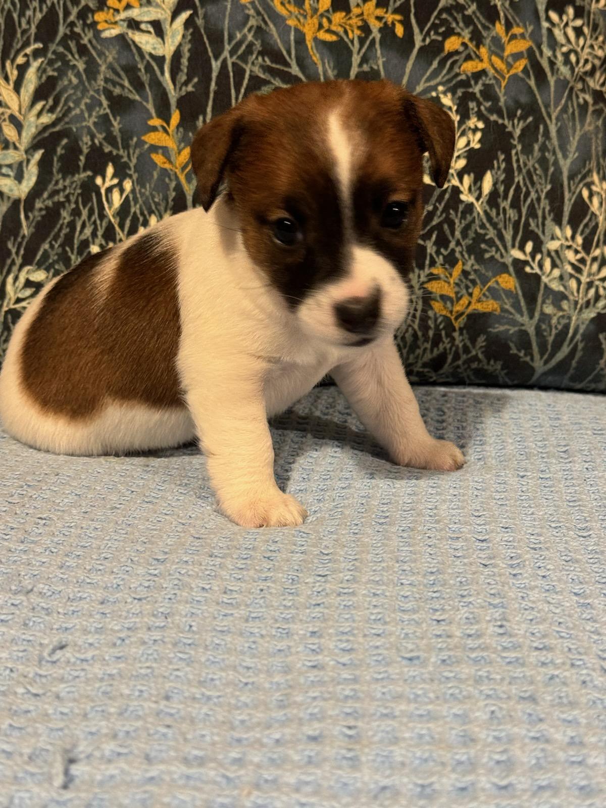 Maestro Jacks in Pennsylvania | Jack Russell Terrier puppies | Good Dog