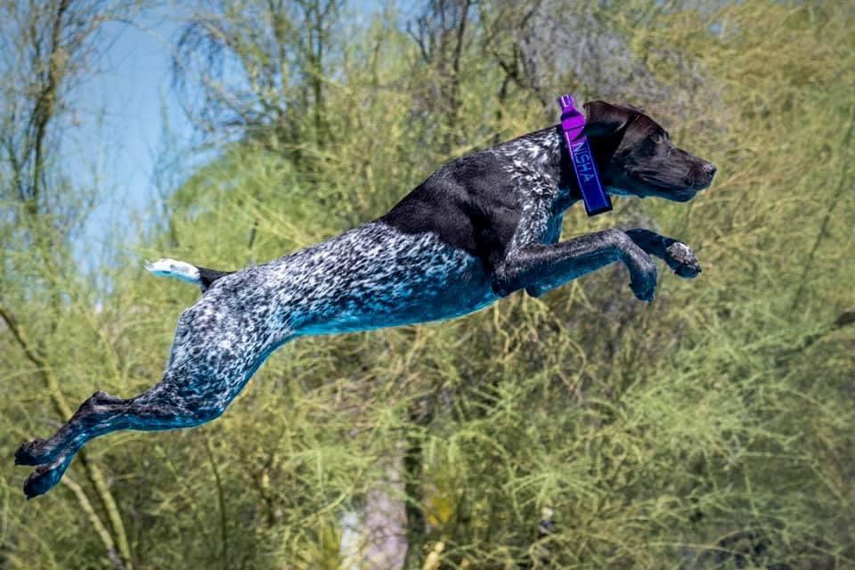 Von Major Sheds in Oklahoma | German Shorthaired Pointer puppies | Good Dog